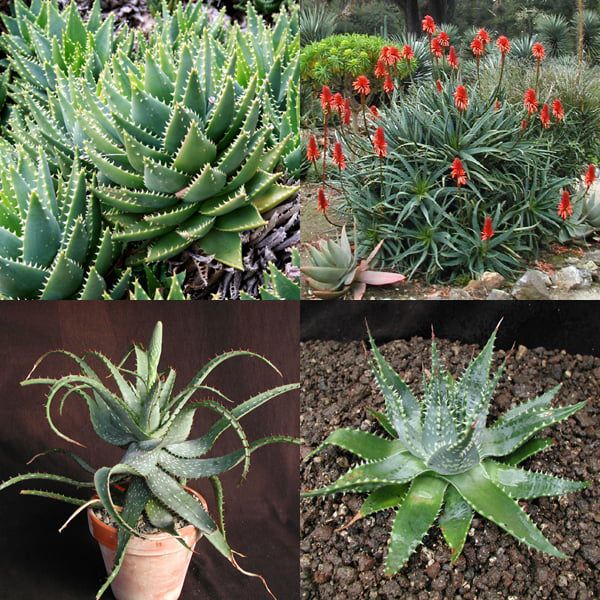 Sementes de Aloe Mix (10 sementes) - Garden Mania Sementes e Mudas ...