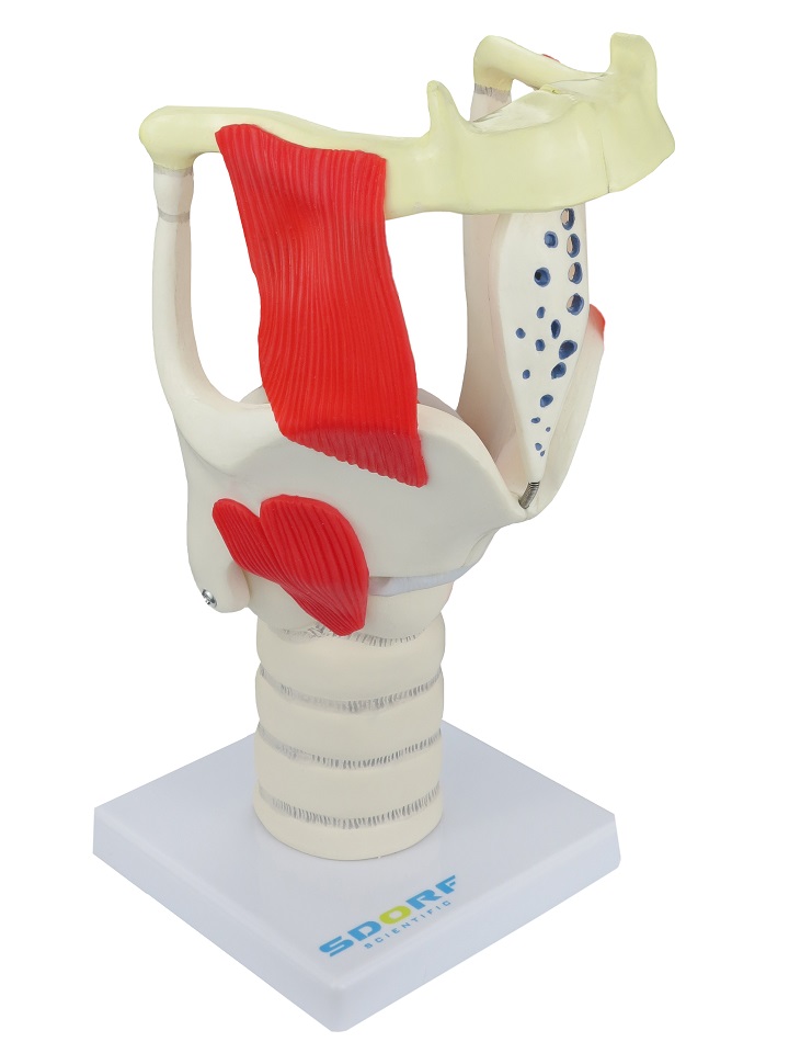 LARINGE FUNCIONAL 3,5X O TAMANHO NATURAL - Cardiomed Saúde