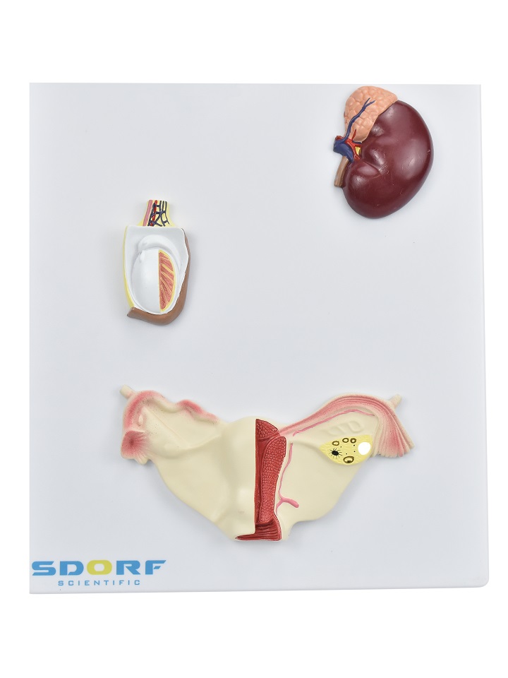 SISTEMA ENDÓCRINO - Cardiomed Saúde