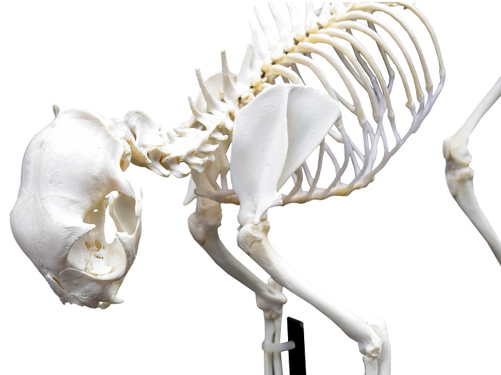 Esqueleto Articulado de Felino Adulto: Estudo da Estrutura Óssea | SD ...