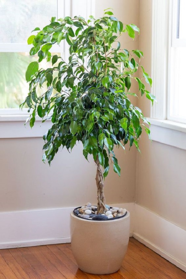 Ficus - 1 Muda Ornamental - Manah da Terra