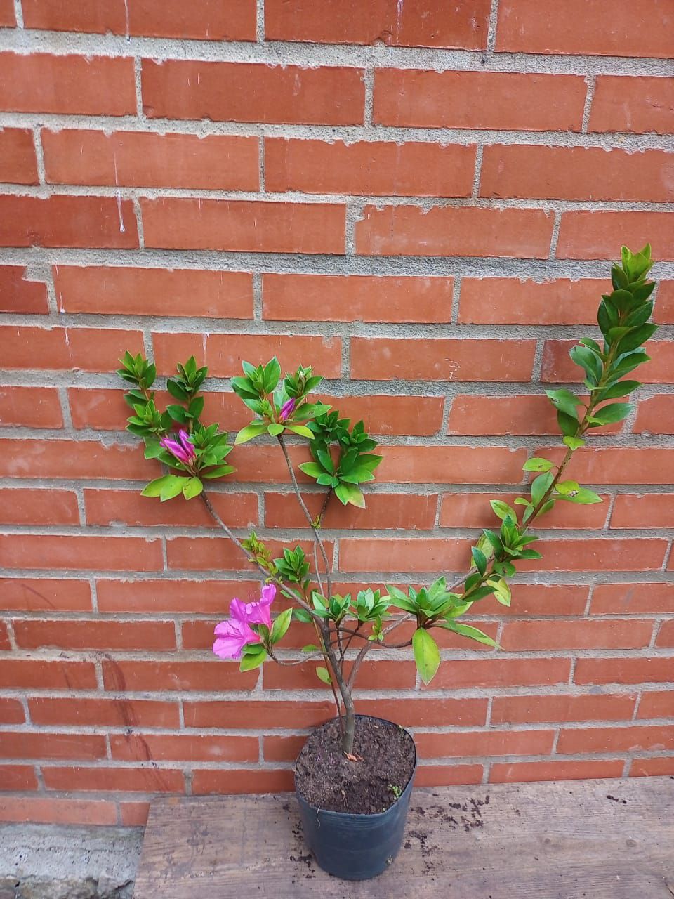 Muda Ornamental de Azaleia Rosa - Muda Grande - Já Florindo! - Manah da ...