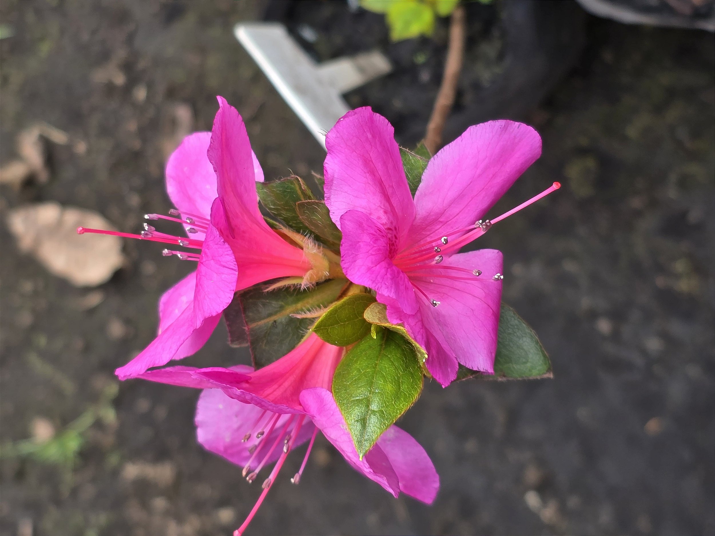 Azaleia Mini - 1 Muda No Vaso - Sem Agrotóxico - Manah da Terra