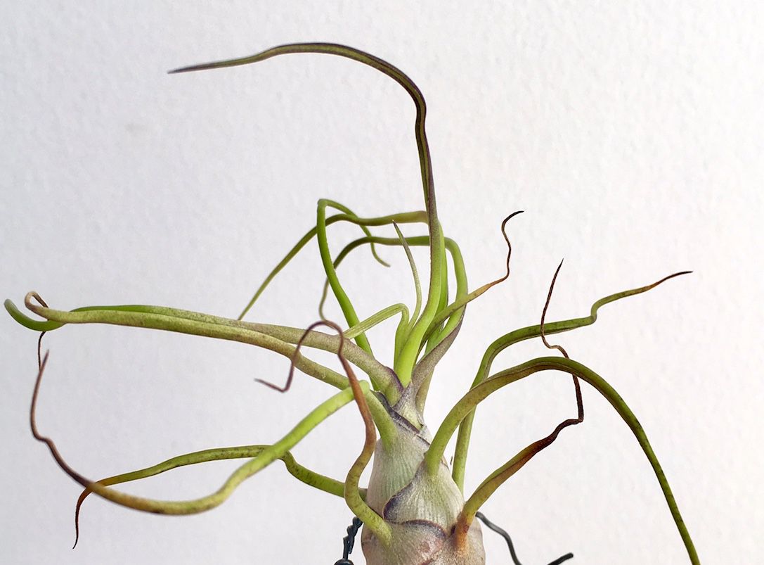 Tillandsia bulbosa - Tillandsias Brasil