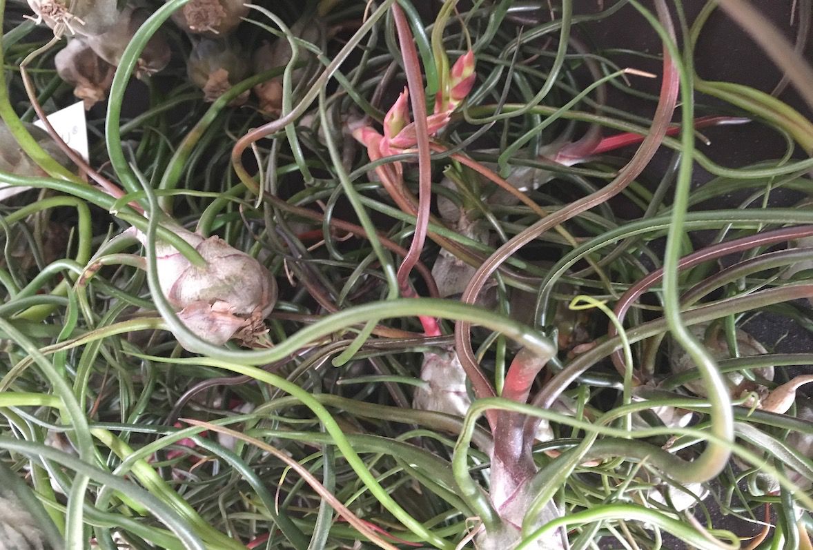 Tillandsia bulbosa - Tillandsias Brasil