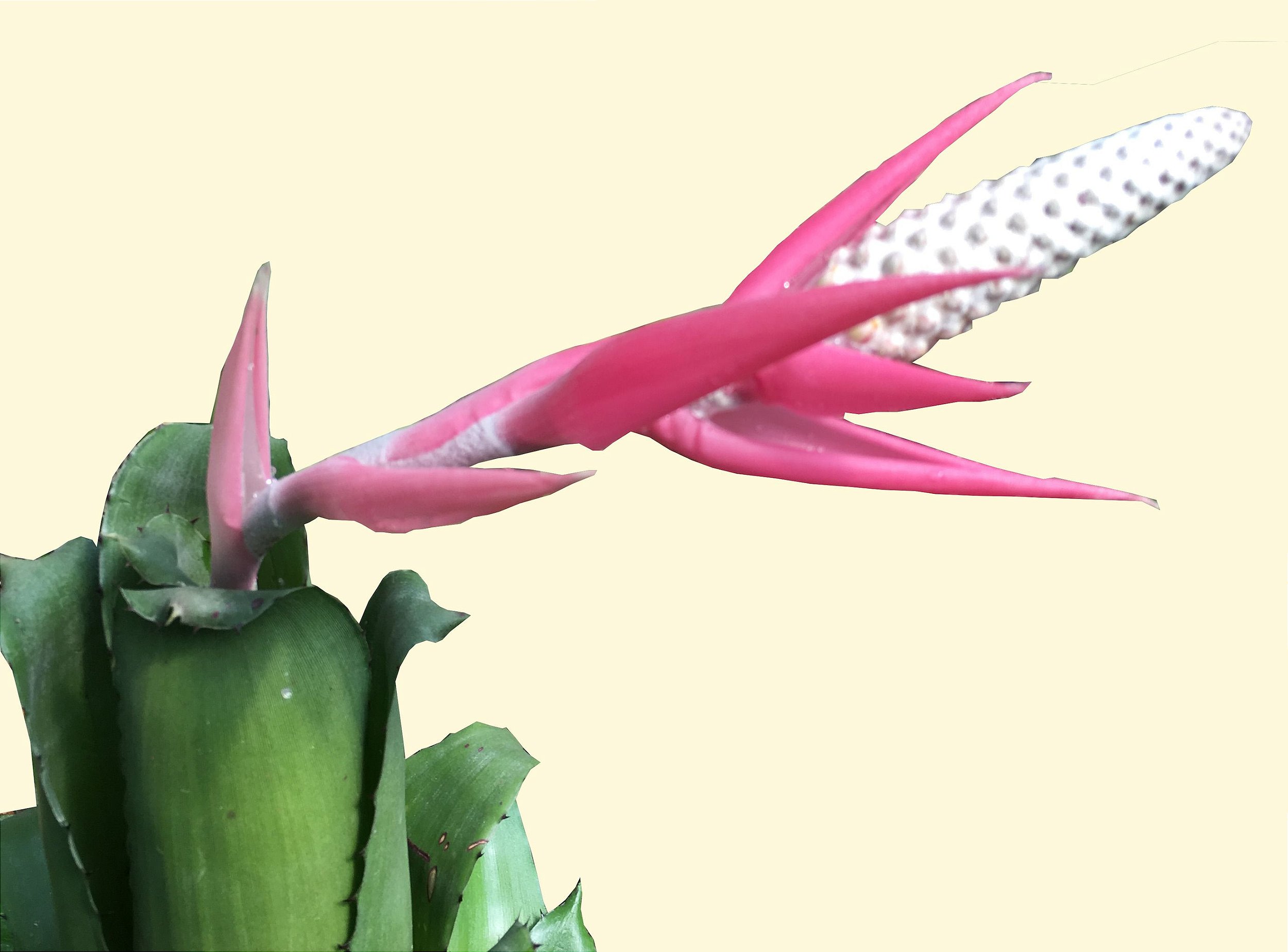 Tillandsias bromelia achmea - Tillandsias Brasil