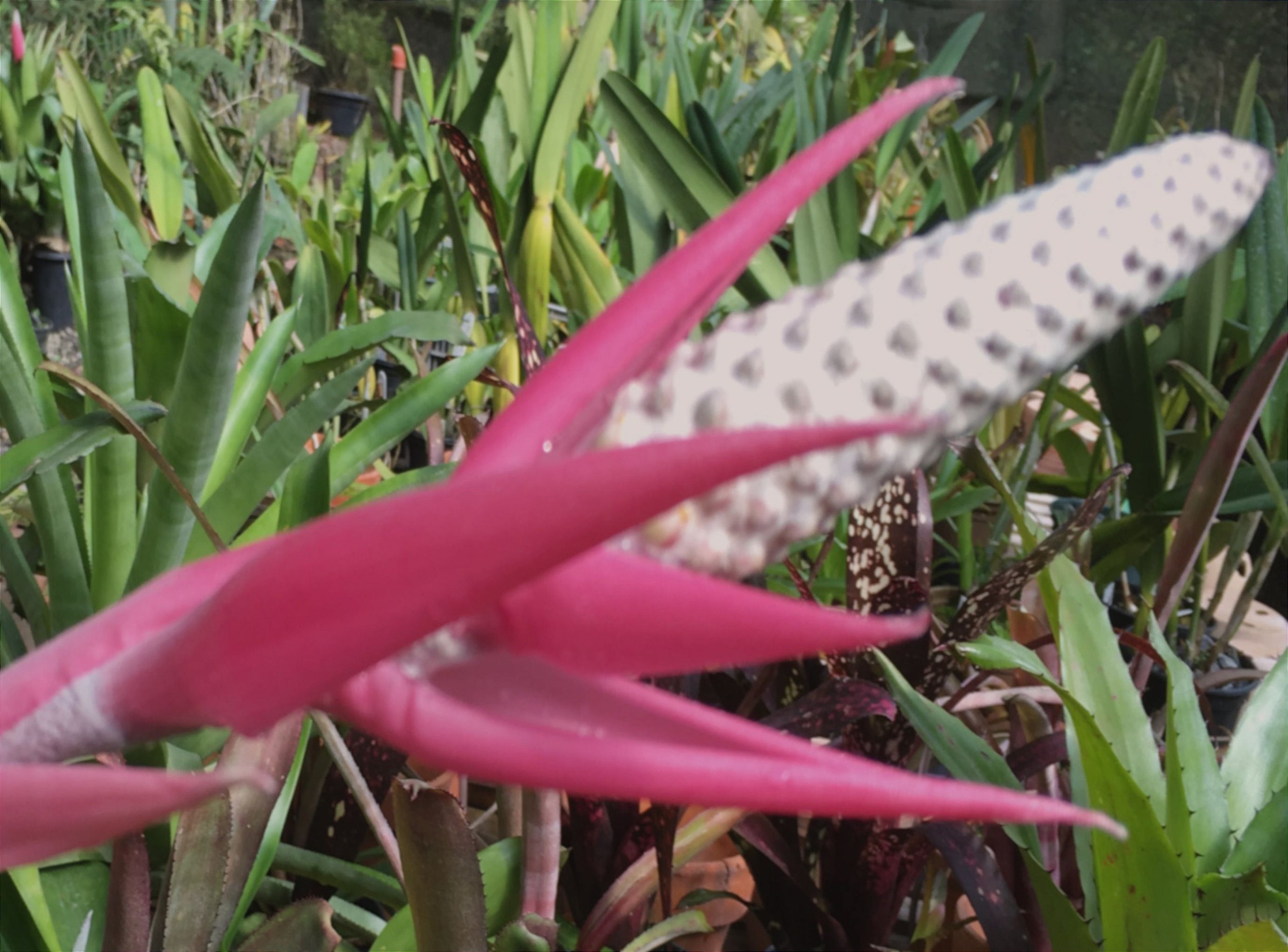Tillandsias bromelia achmea - Tillandsias Brasil