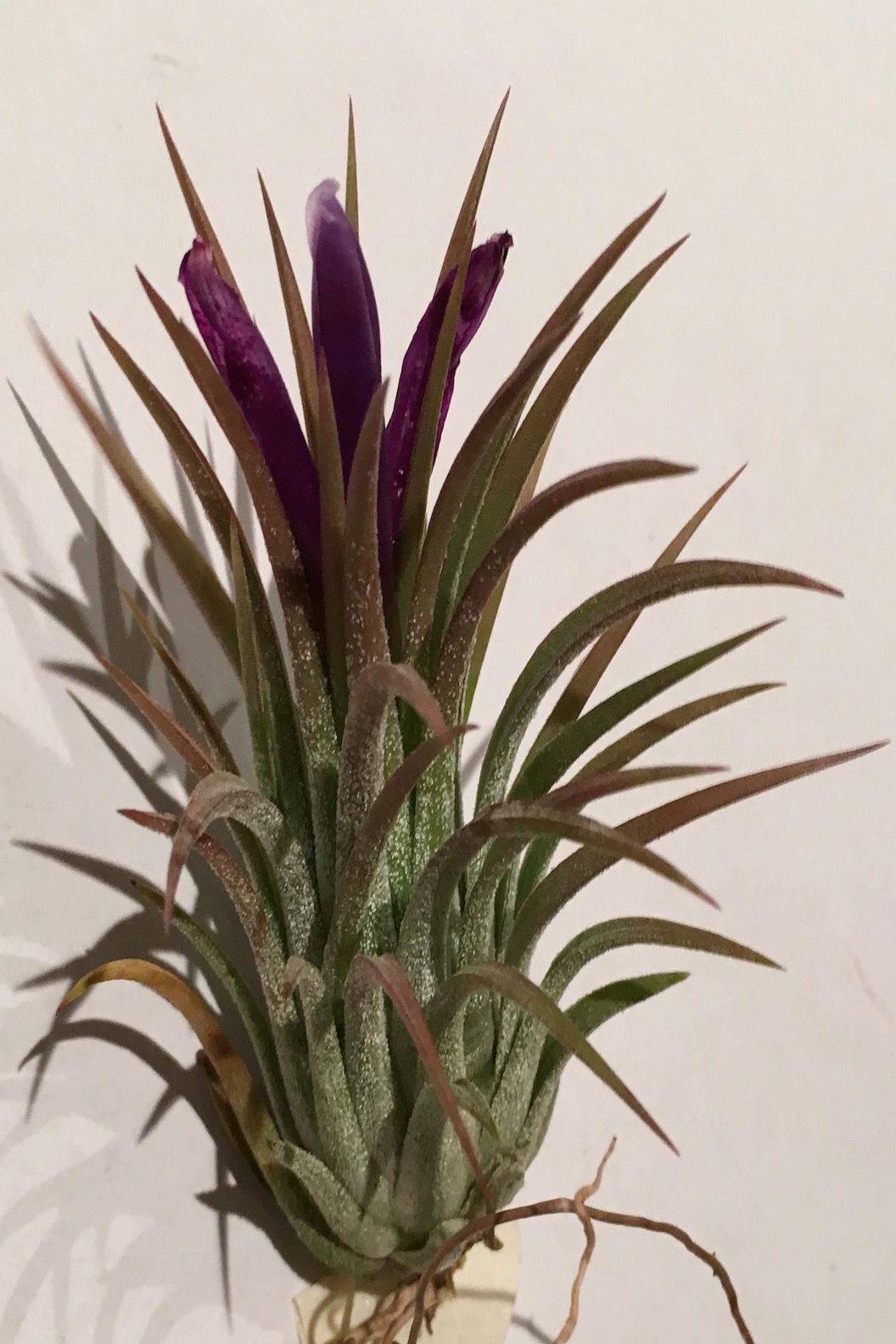 Tillandsia ionantha mexico - Tillandsias Brasil