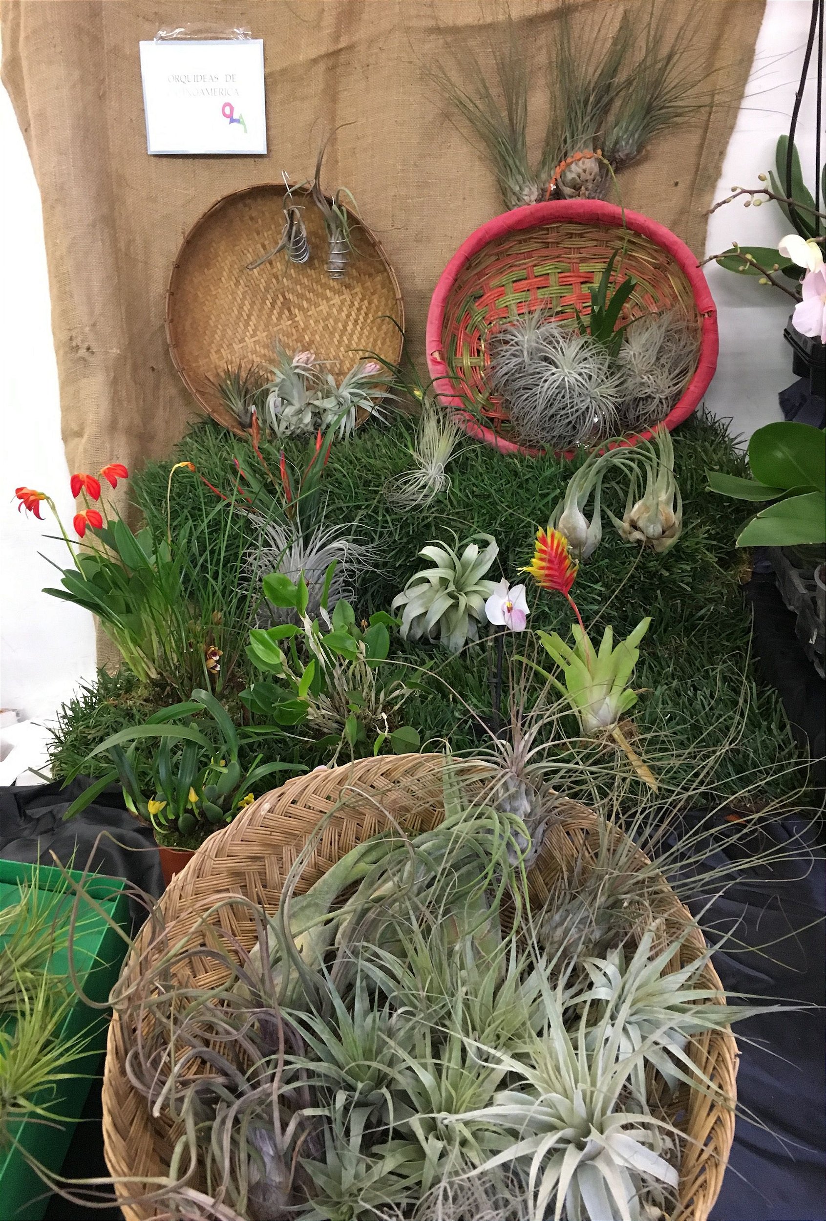 Tillandsia distichia Air Plant - Tillandsias Brasil