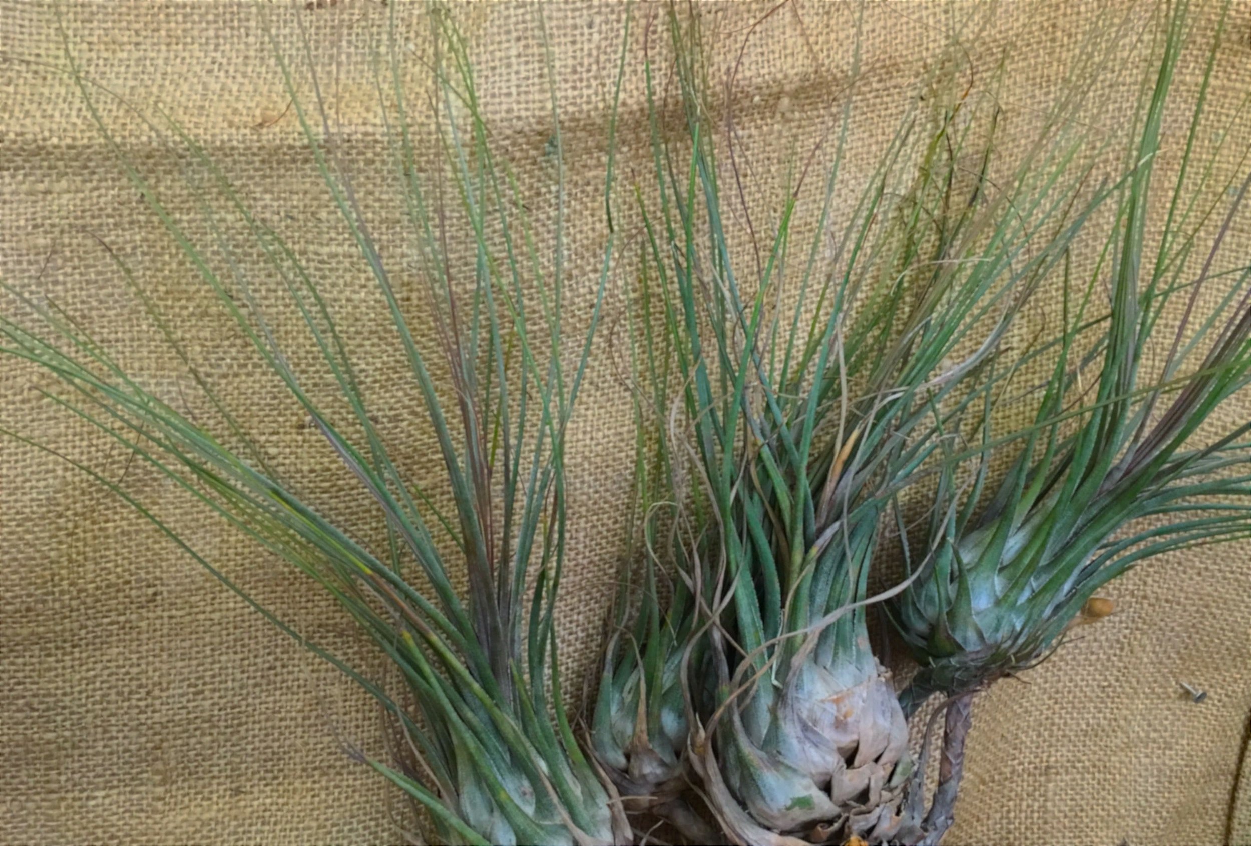 Tillandsia distichia Air Plant - Tillandsias Brasil