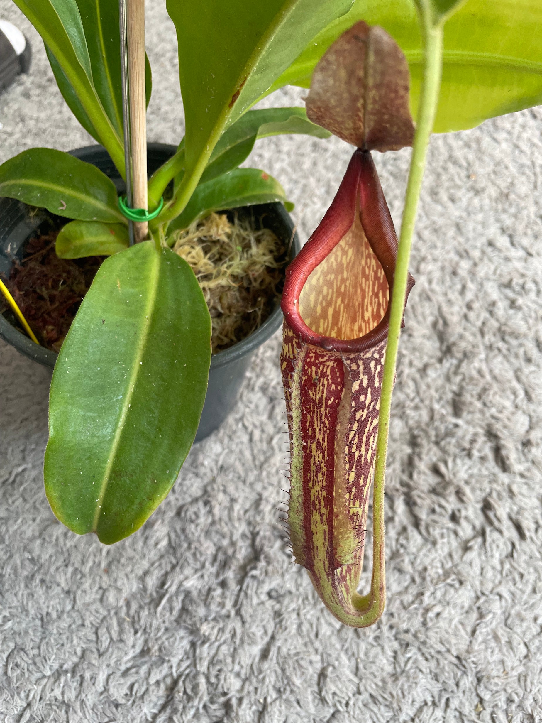 Nepenthes maxima (Planta Carnivora) - Tillandsias Brasil
