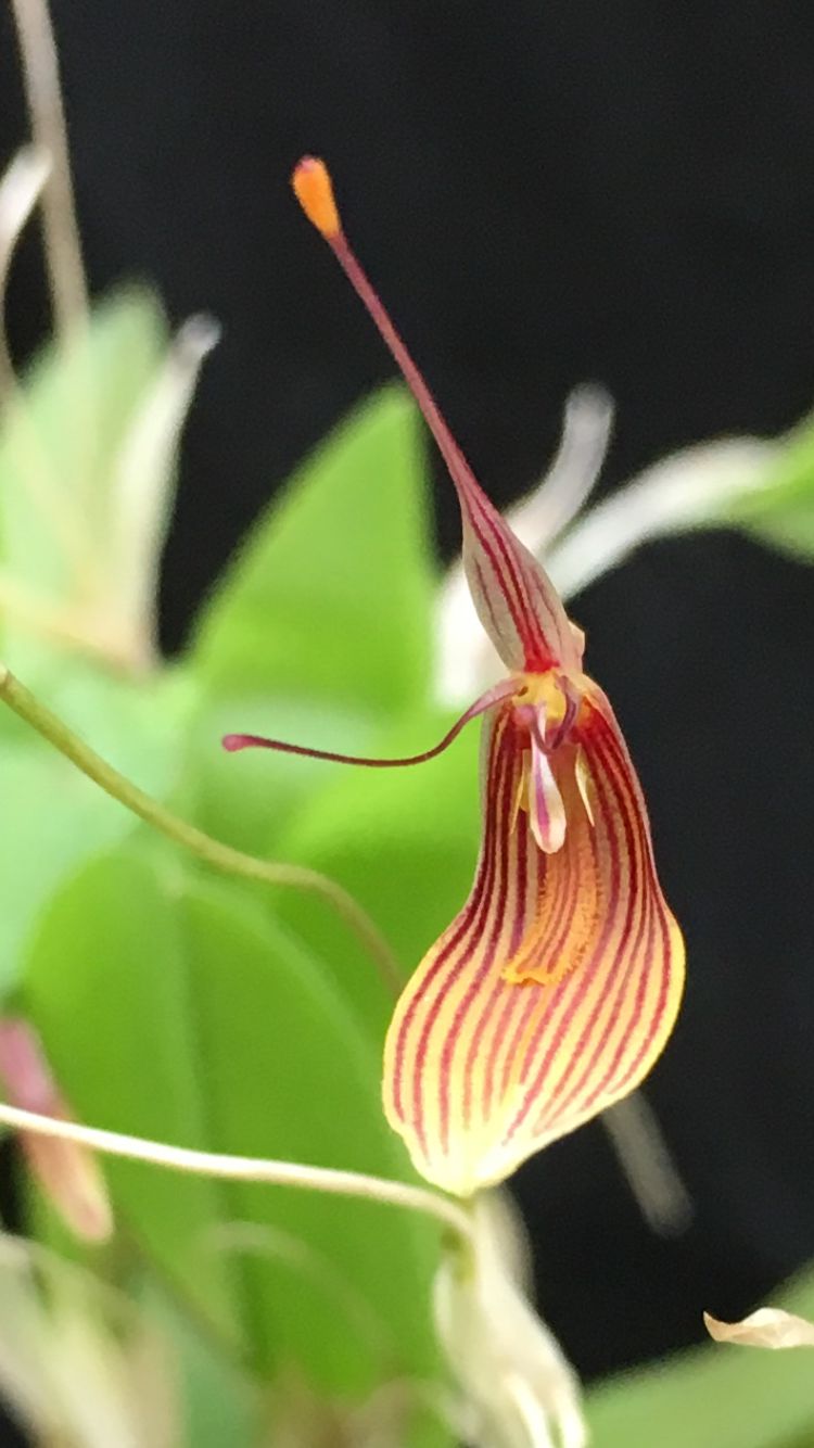 Restrepia elegans - Tillandsias Brasil