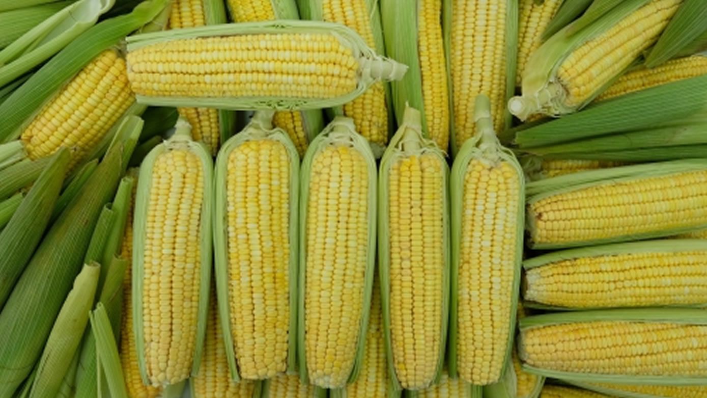Semente De Milho Bm3051 Milho Verde 2 kgs - Biomatrix - AgroMaxx Brasil ...