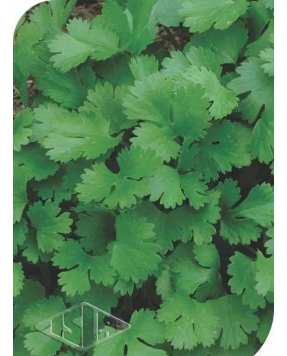 Sementes Coentro Verdão Pacote C/ 500g Isla - AgroMaxx Brasil mais nova ...