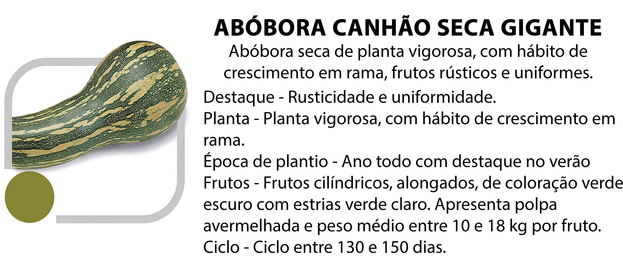 Semente De Abóbora Canhão Seca Gigante 250 Gramas Horticeres - AgroMaxx ...