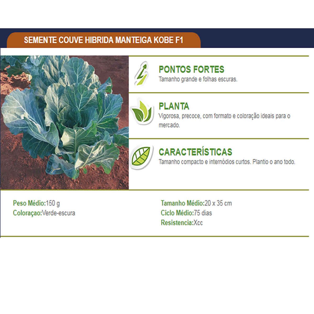 SEMENTE COUVE HÍBRIDA MANTEIGA KOBE F1 ENVELOPE 1.000 SEMENTES ...