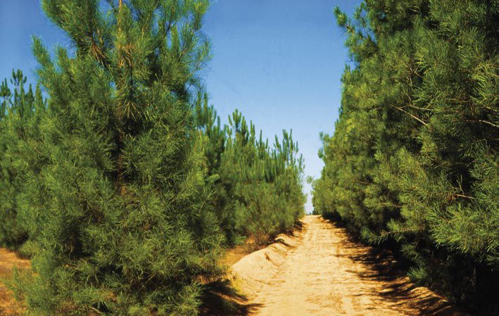 Muda Pinheiro-Bravo - Podocarpus lambertii-Dancruz Plantas - Dancruz ...