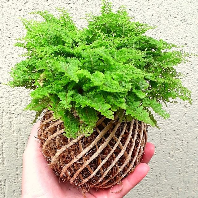 Muda de Mini Samambaia Havaiana-Dancruz Plantas - Dancruz Plantas