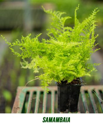 Muda de Mini Samambaia Havaiana-Dancruz Plantas - Dancruz Plantas