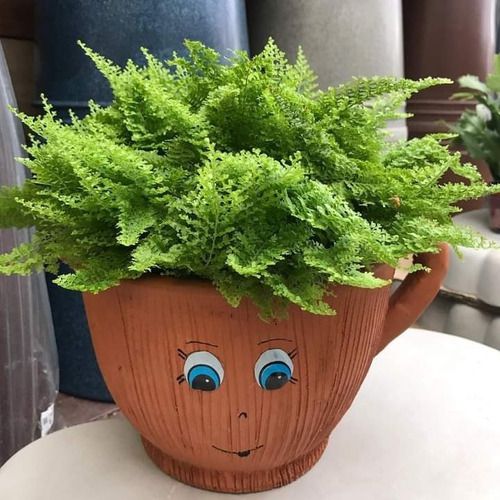 Muda de Mini Samambaia Havaiana-Dancruz Plantas - Dancruz Plantas