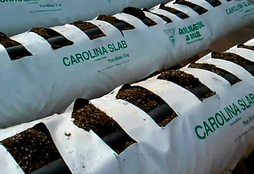 Substrato Carolina Soil Slab 8kg 120cm x 22cm - Dancruz Plantas