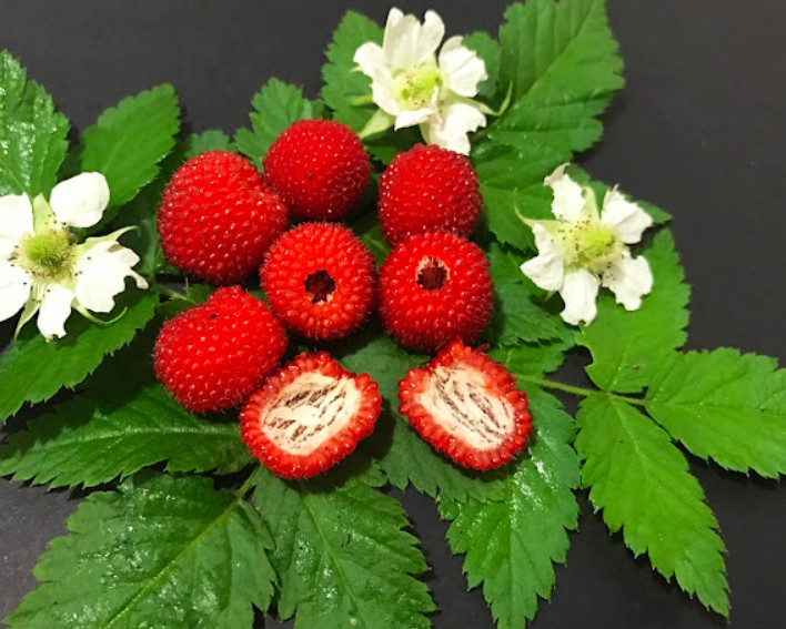 Muda de Framboesa Silvestre Clonada Estaca - (Rubus Rosifolius ...