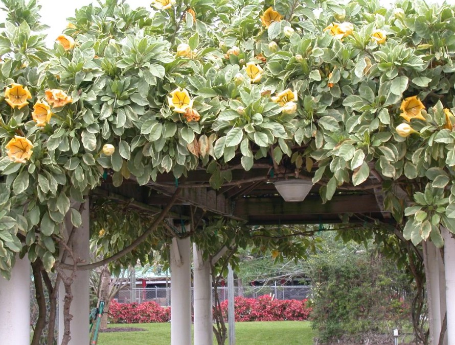 Muda Solandra Variegata (Solandra Grandiflora) - Dancruz Plantas