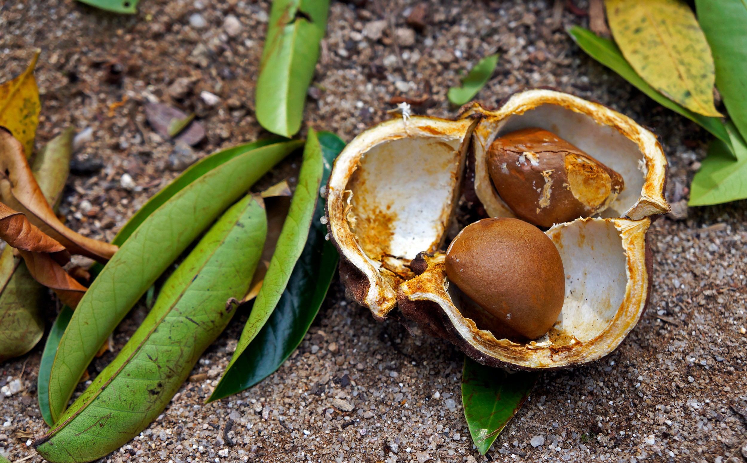 Muda de Andiroba - Carapa Guianensis - Dancruz Plantas