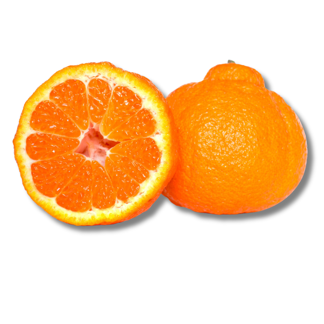 Mudas Tangerina Ponkan - Kit 6 Mudas - Enxerto - Dancruz Plantas