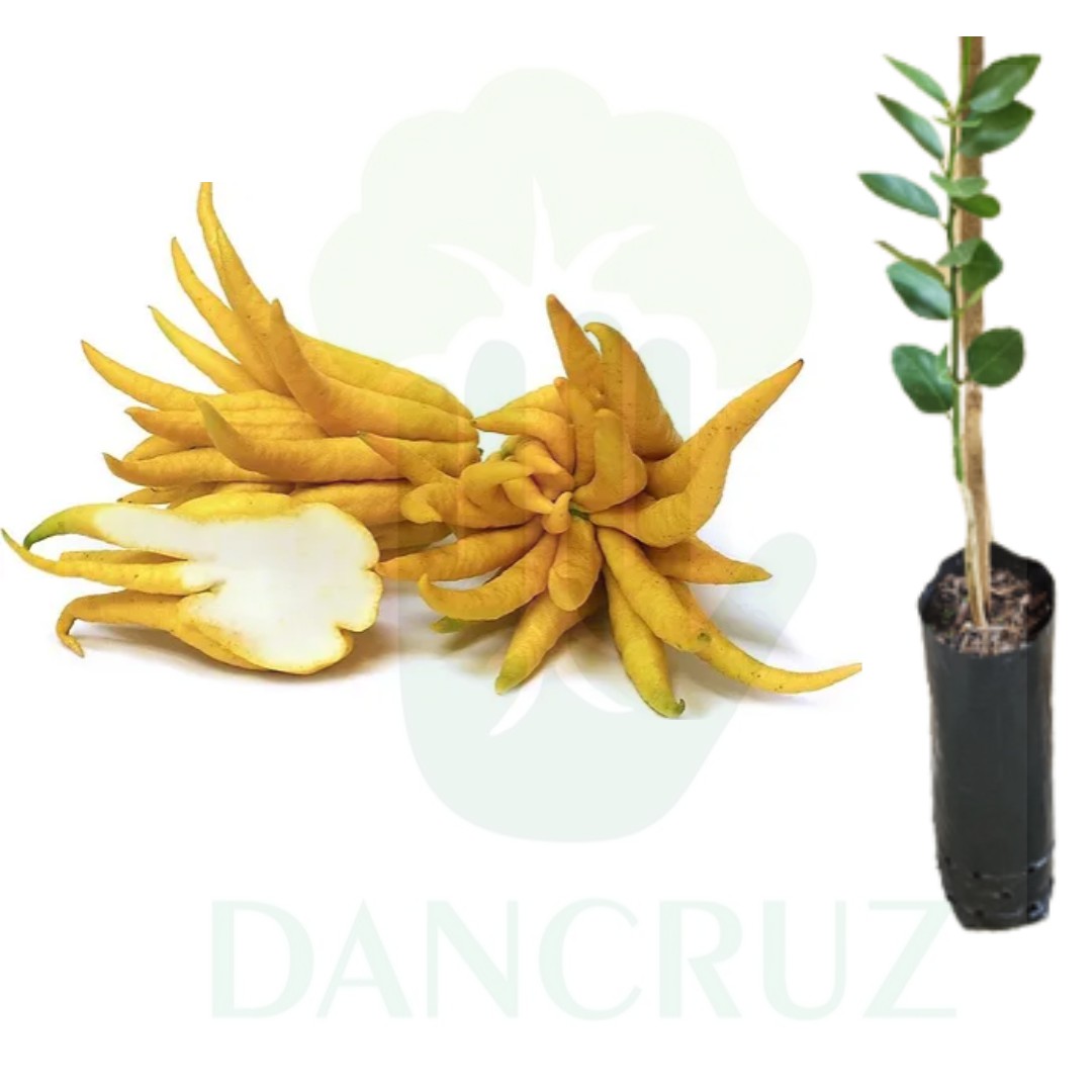 Kit 2 Muda de Cidra Mão de Buda enxertado-Dancruz - Dancruz Plantas
