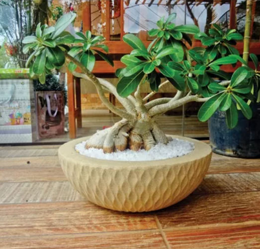 Vaso Infinity Concha N27 Tabaco-Nutriplan - Dancruz Plantas