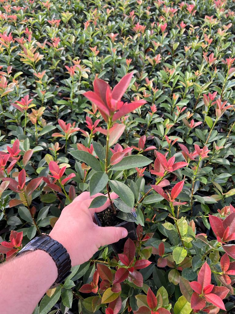 Muda Fotinia Photinia Fraser Sementes Flor Cerca Viva-Dancruz - Dancruz ...