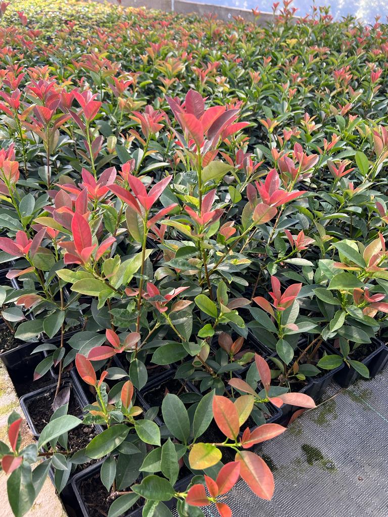 Muda Fotinia Photinia Fraser Sementes Flor Cerca Viva-Dancruz - Dancruz ...