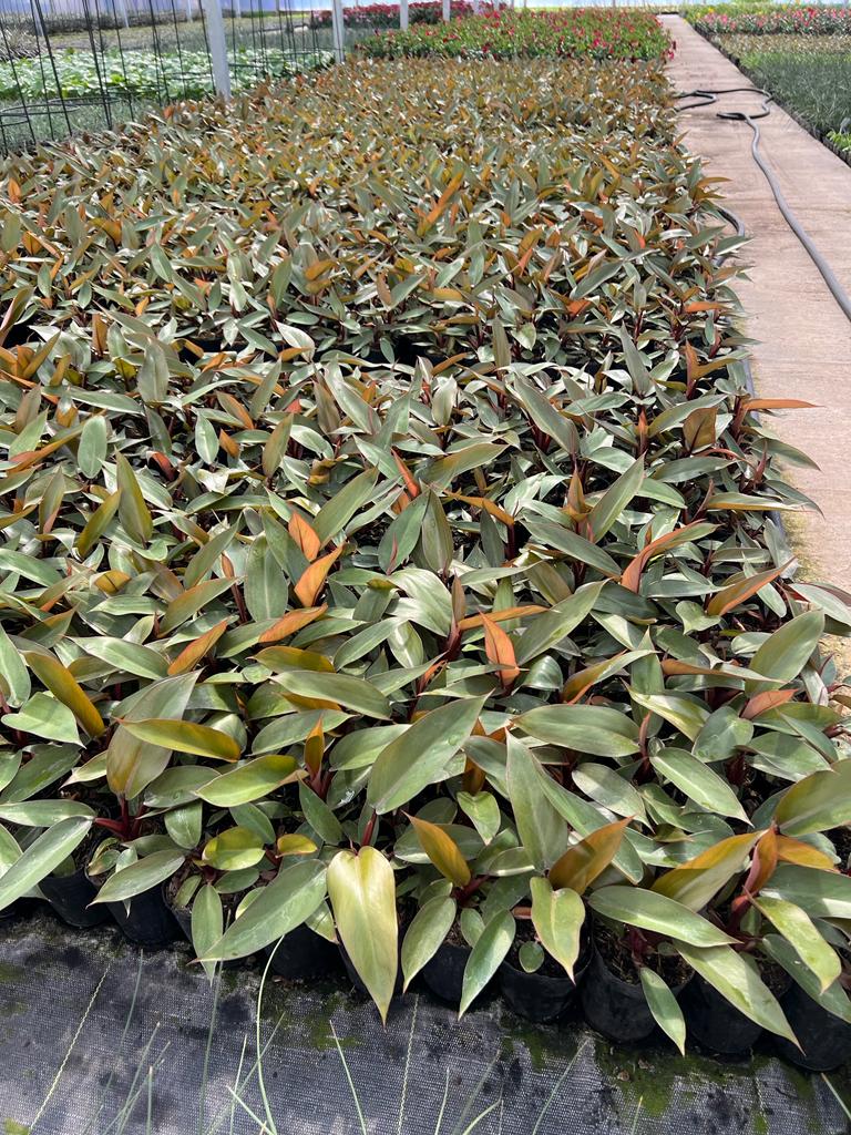 Mudas de Filodendro Rubro Philodendron Erubescens - Dancruz Plantas