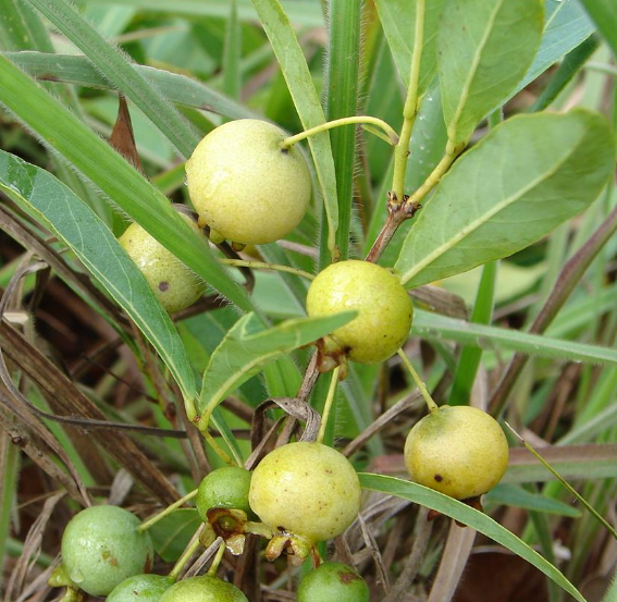 Muda Guabiroba do campo ou Guabirobinha-Dancruz - Dancruz Plantas