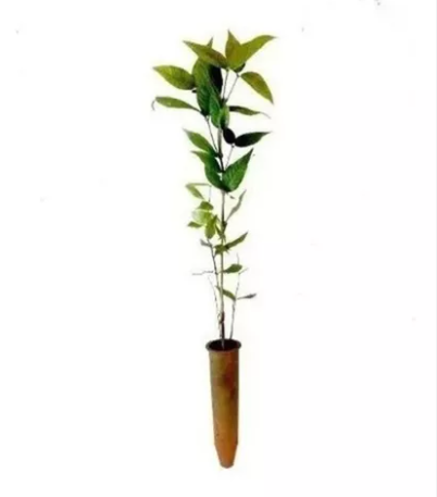 Muda de Guassatonga - Casearia decandra-Dancruz - Dancruz Plantas