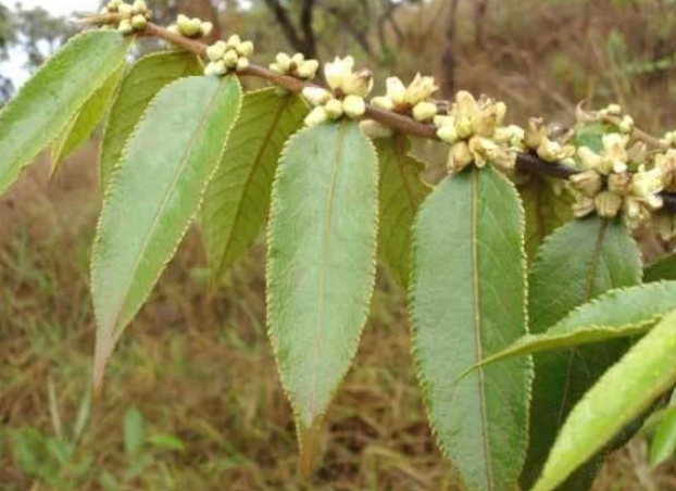 Muda de Guassatonga - Casearia decandra-Dancruz - Dancruz Plantas