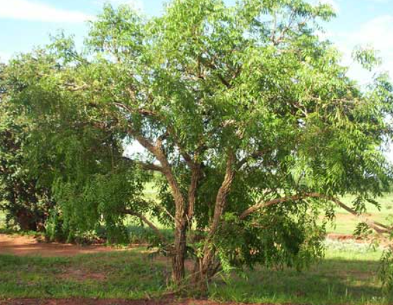 Muda de Guassatonga - Casearia decandra-Dancruz - Dancruz Plantas