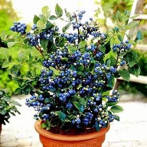 Kit 50 Mudas de Mirtilo - BlueBerry preste a produzir-Dancruz - Dancruz ...