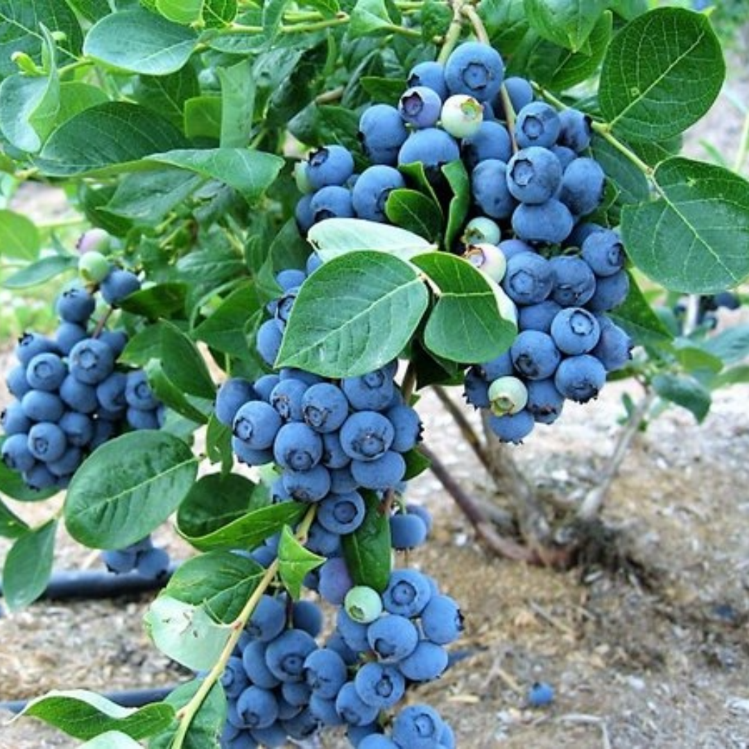 Kit 50 Mudas de Mirtilo - BlueBerry preste a produzir-Dancruz - Dancruz ...