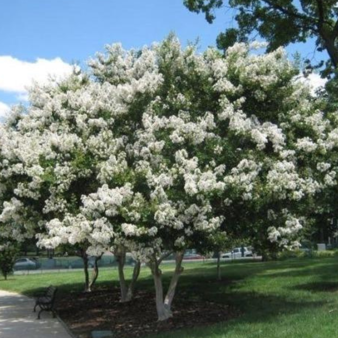Muda Extremosa Flor Branca (Lagerstroemia indica)-Dancruz - Dancruz Plantas