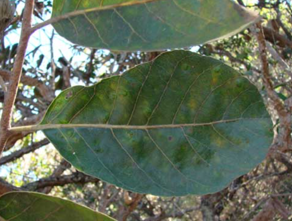 Muda Pitiá Peroba-do-cerrado (Aspidosperma tomentosum)-Dancruz ...