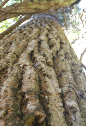 Muda Pitiá Peroba-do-cerrado (Aspidosperma tomentosum)-Dancruz ...