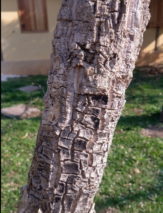 Muda Pitiá Peroba-do-cerrado (Aspidosperma tomentosum)-Dancruz ...