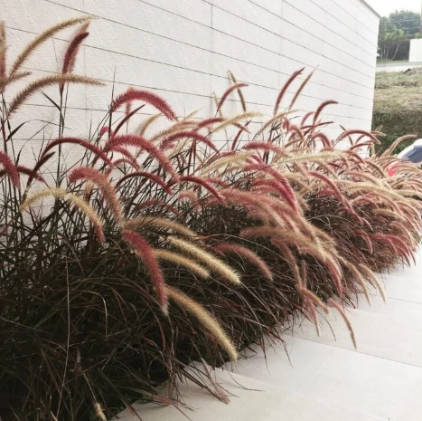 Mudas CapiM do Texas Rubro-Dancruz - Dancruz Plantas