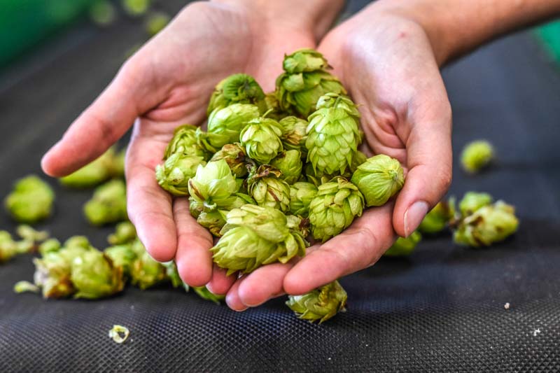 Muda de Lúpulo Comet-Flor fazer aroma cerveja-Dancruz - Dancruz Plantas