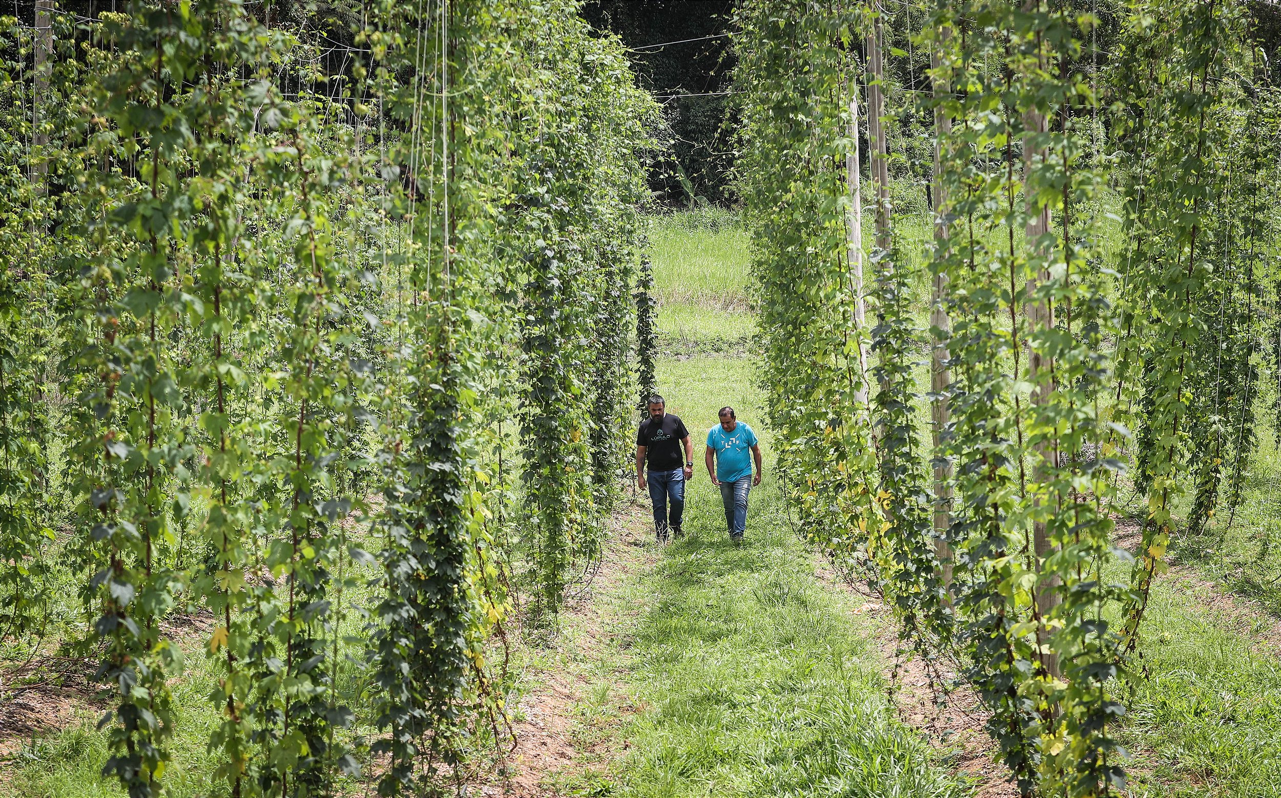 Muda de Lúpulo Comet-Flor fazer aroma cerveja-Dancruz - Dancruz Plantas