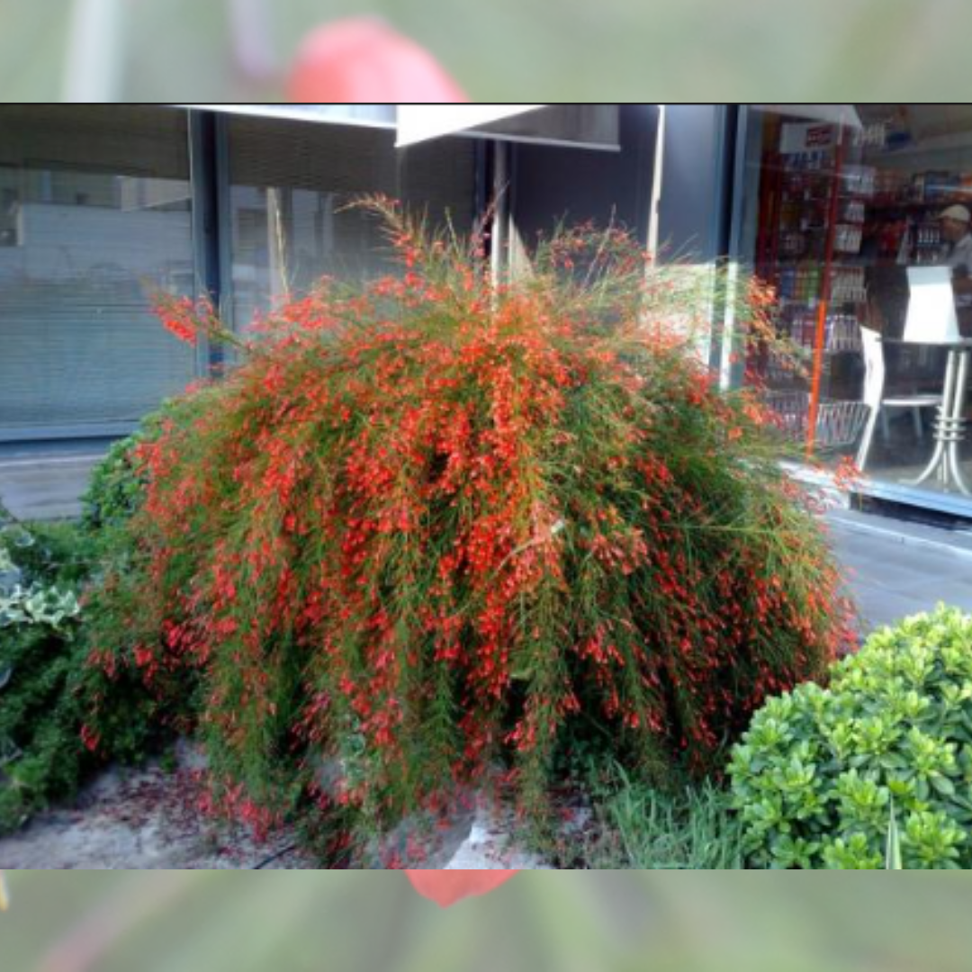 Muda Russélia Vermelha (Russelia equisetiformis)-Dancruz - Dancruz Plantas