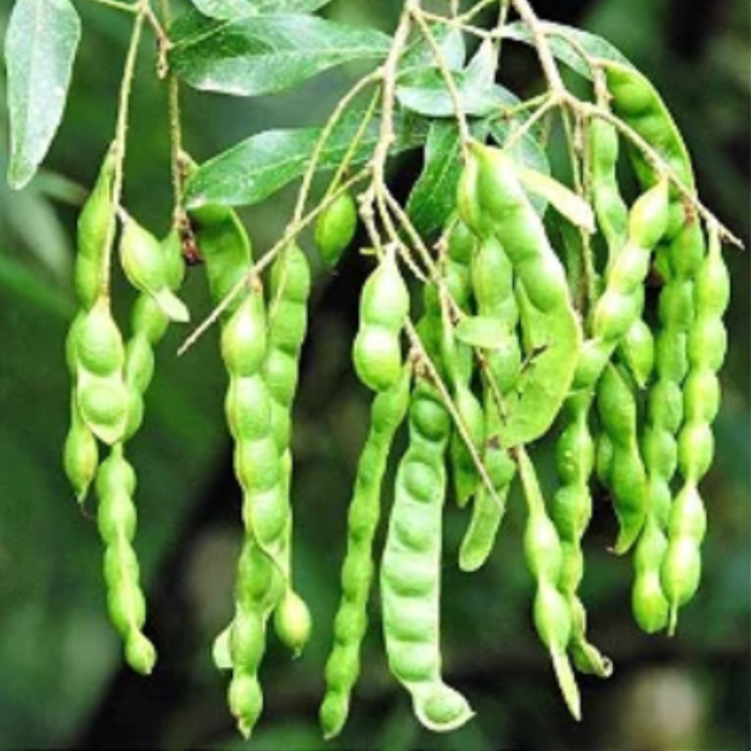 Kit 5 mudas de Ingá Feijão - Inga marginata - Dancruz Plantas