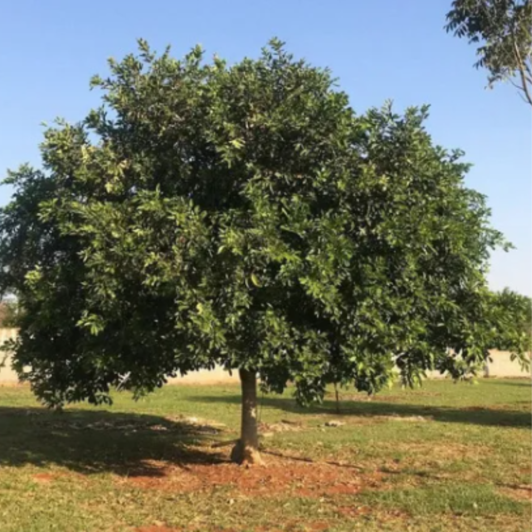 Kit 5 mudas de Ingá Feijão - Inga marginata - Dancruz Plantas